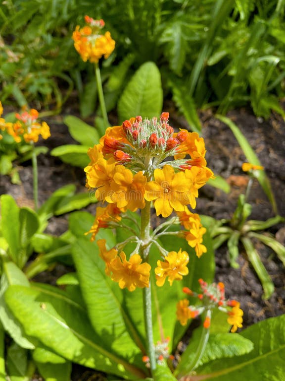 Orange Japanese Primrose Flower Stock Image - Image of japanese ...