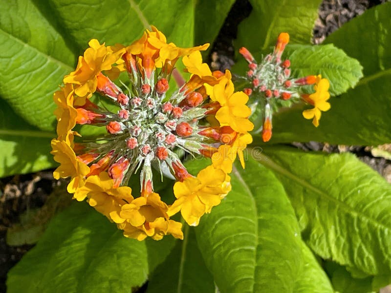 Orange Japanese Primrose Flower Stock Photos - Free & Royalty-Free ...