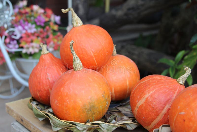 Japanese pumpkin stock photo. Image of organic, nature - 51675546