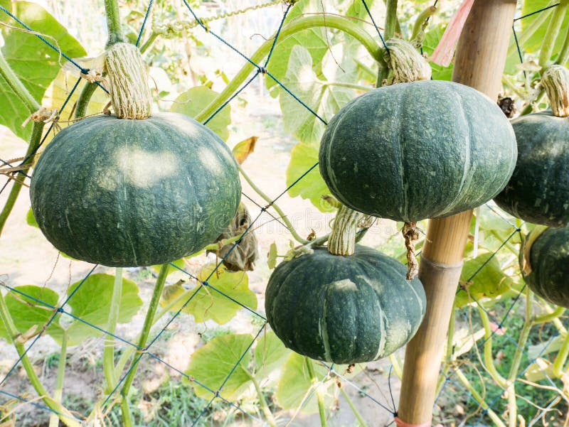 Japanese pumpkins stock photo. Image of plantation, food - 89312744