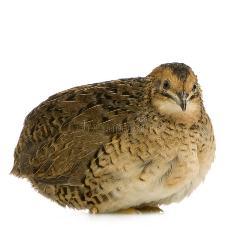 Japanese Quail - Coturnix Japonica Stock Image - Image of quail ...