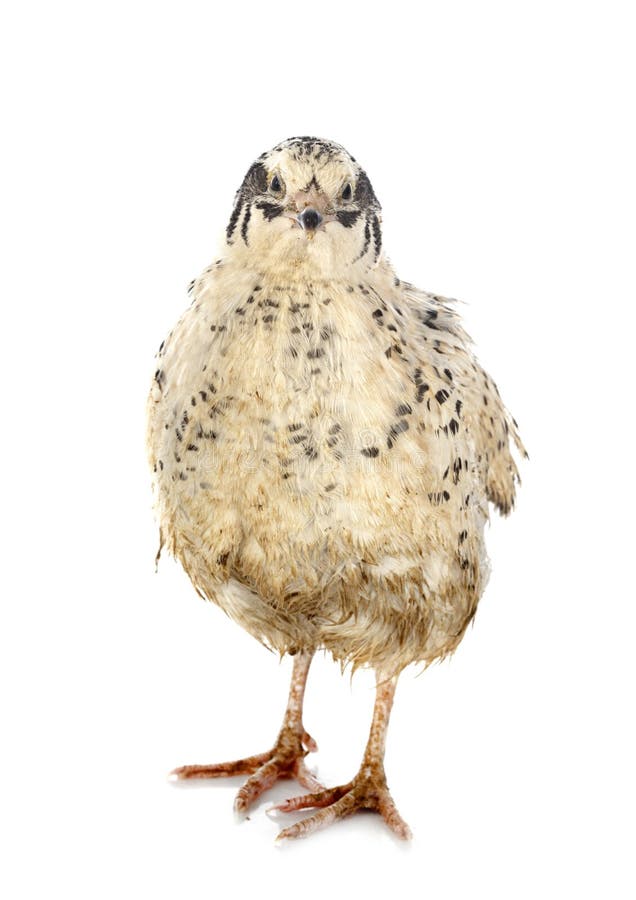 Male Female Japanese Quail Stock Photos - Free & Royalty-Free Stock ...