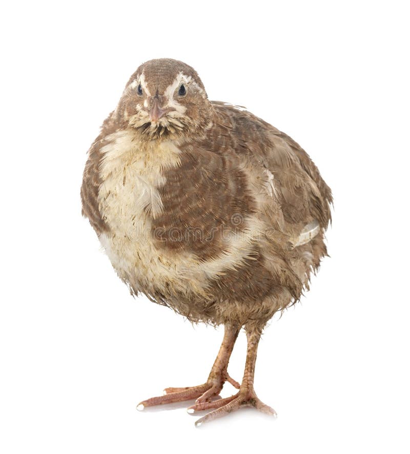 Male Female Japanese Quail Stock Photos - Free & Royalty-Free Stock ...