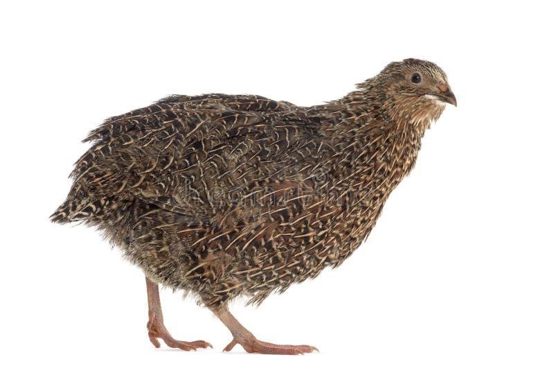 Japanese Quail - Coturnix Japonica Stock Image - Image of quail ...