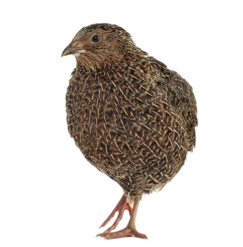 Two Japanese Quail, Also Known As Coturnix Stock Image - Image of ...