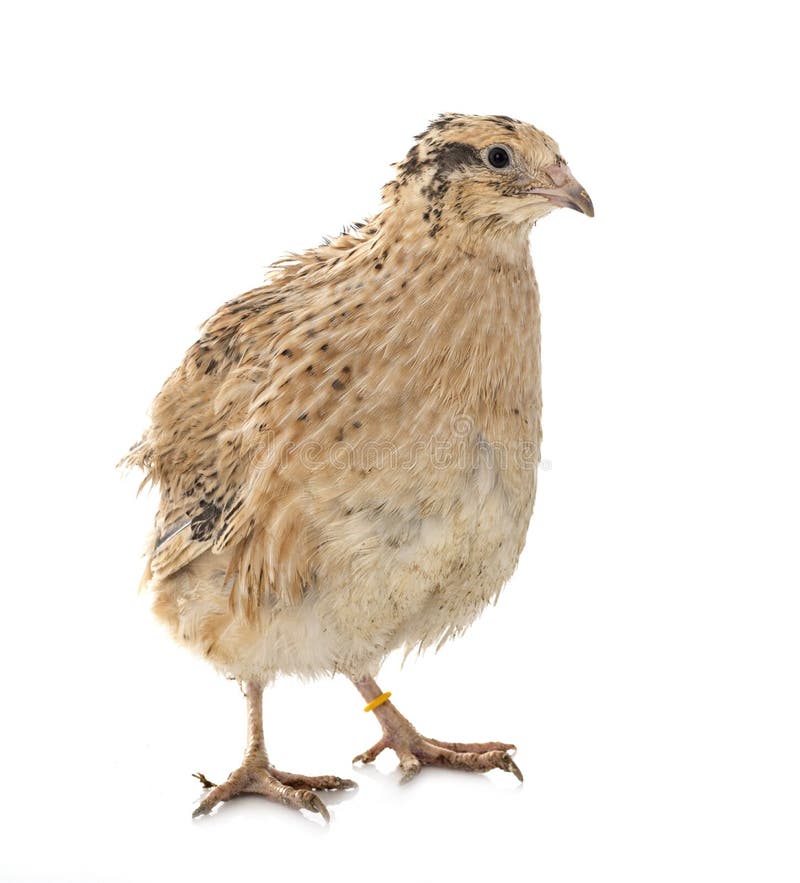 Japanese quail in studio stock image. Image of background - 196383249