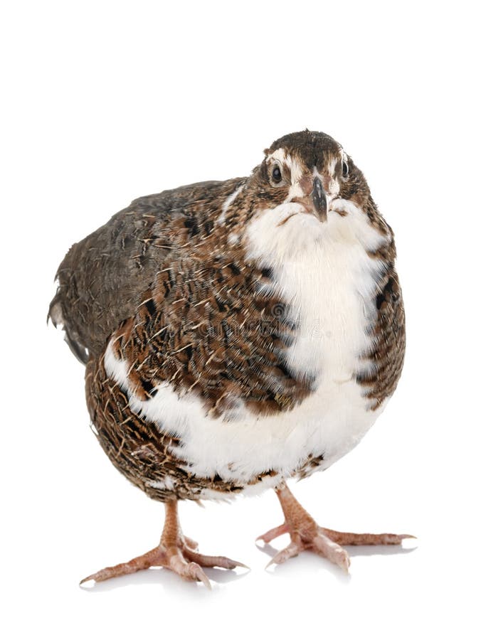 Japanese quail in studio stock image. Image of agriculture - 195551175