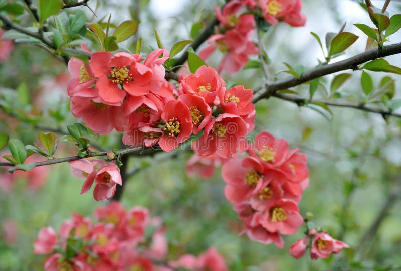 Japanese Quince Branch - Blossoming Stock Image - Image of limb, close ...