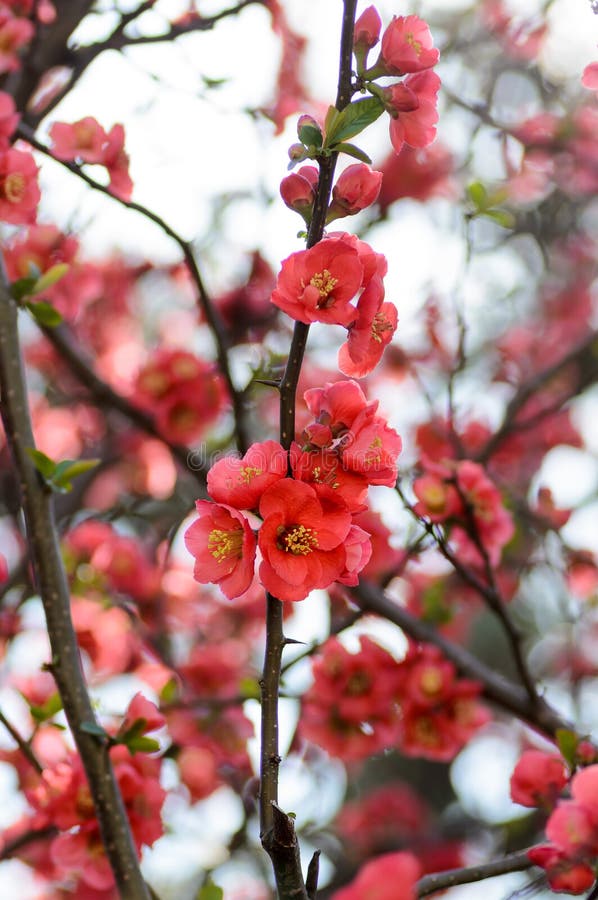 Japanese quince stock photo. Image of nature, japanese - 40012842