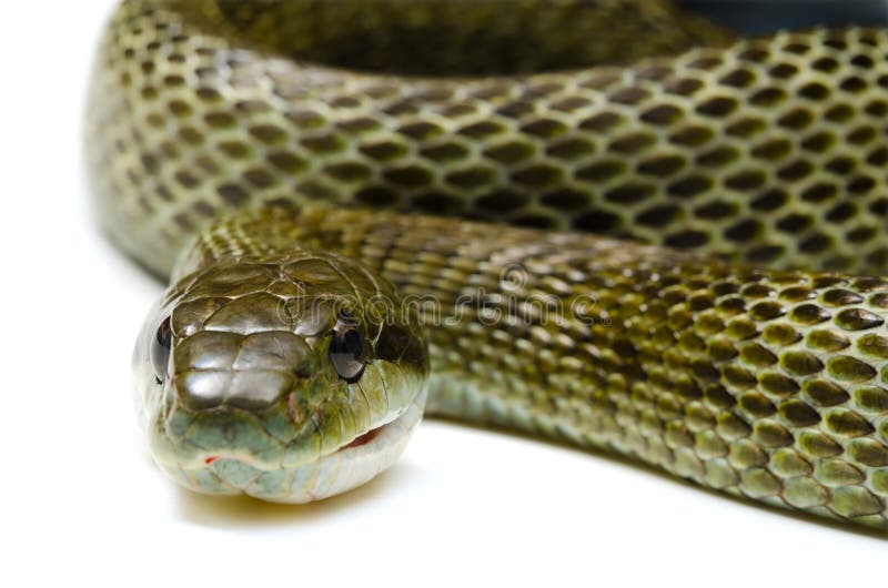 Japanese rat snake stock image. Image of white, snake - 27371561