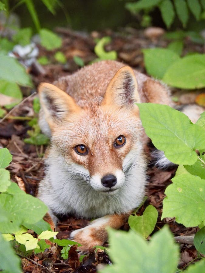 Japanese Red Fox in the stock image. Image of little - 156723907