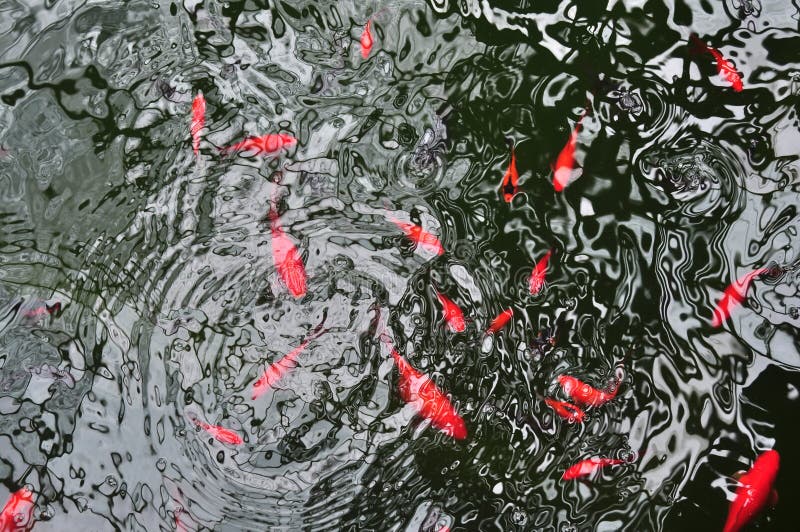 Japanese red koi fish stock image. Image of pond, goldfish - 30421721