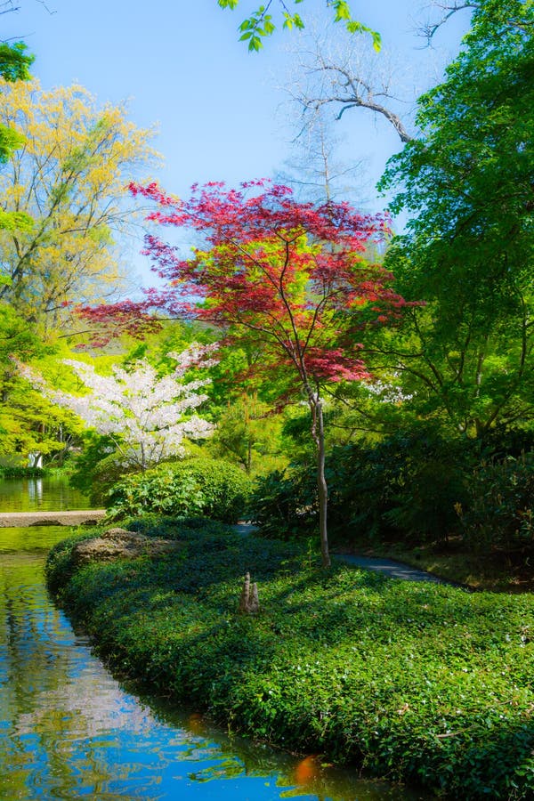 Japanese Red Maple and Cherry Blossom Stock Image - Image of laurel ...