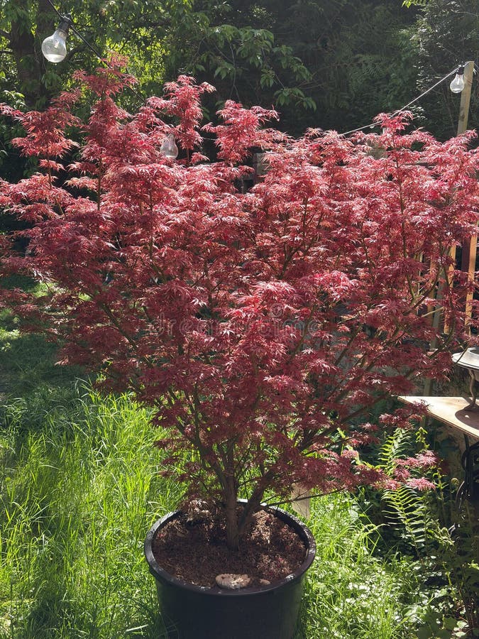 Japanese Red Maple on Spring Time on Very Sunny Day Stock Image - Image ...