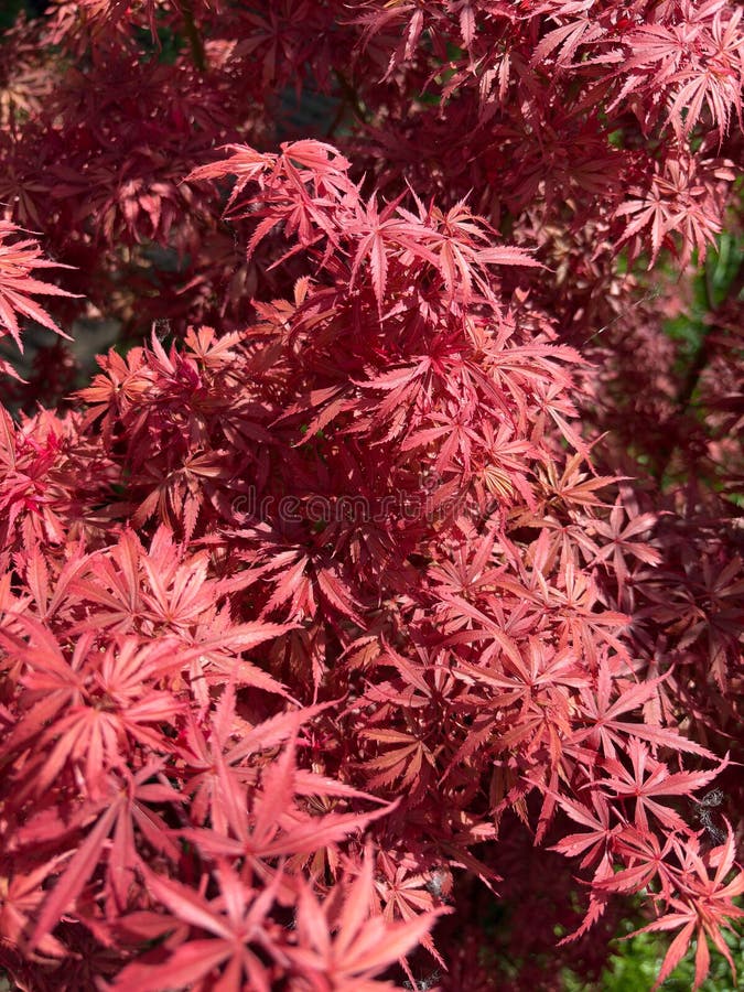 Japanese Red Maple Spring Time Very Sunny Day Stock Photos - Free ...