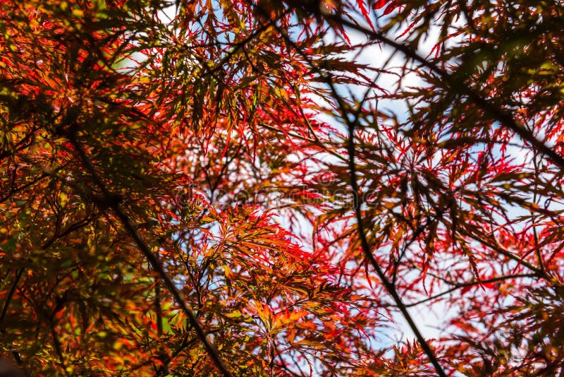 Japanese Red Maple at Summer Day in Park Stock Photo - Image of beauty ...