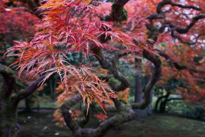 Japanese Red Maple Tree during Fall in a Japanese Garden. Stock Photo ...