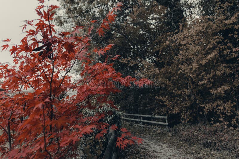 Japanese Red Maple Tree in Front of Green Forest and Path Stock Image ...