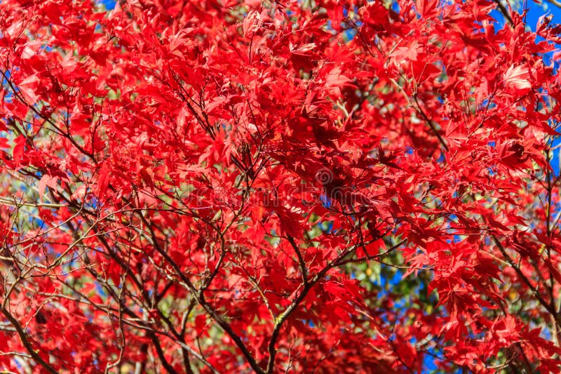 Japanese Red Maple Tree Leaves Stock Image - Image of japan, idyllic ...