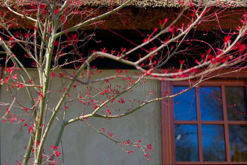 Japanese Red Maple Tree and a Window Frame with Reflection Stock Photo ...