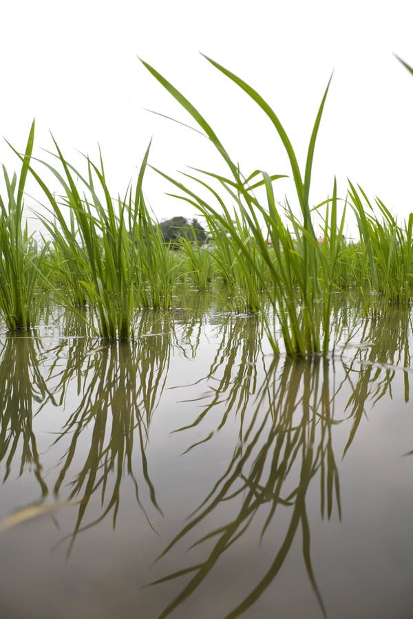 Japanese rice field stock photo. Image of rice, japan - 19460618