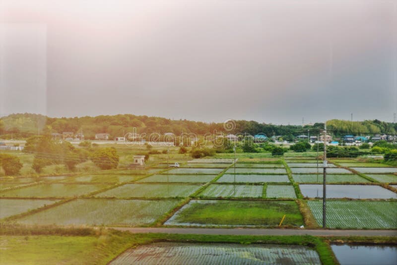 Japanese rice field stock photo. Image of burma, land - 148940714