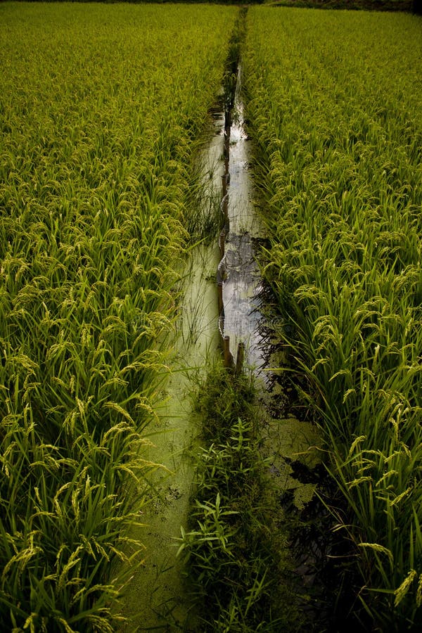 Japanese rice fields stock image. Image of kyoto, travel - 22800811