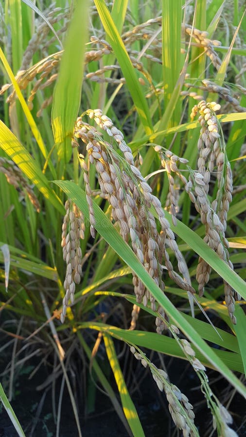 Japanese Rice Plant Detail stock image. Image of rice - 264273455