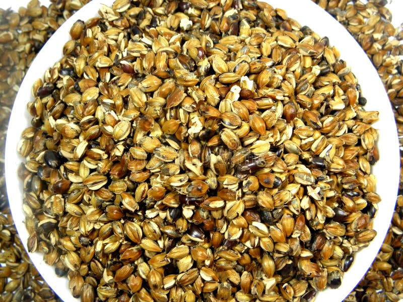 Japanese Roasted Barley Tea Husk Isolated Stock Photo - Image of ...
