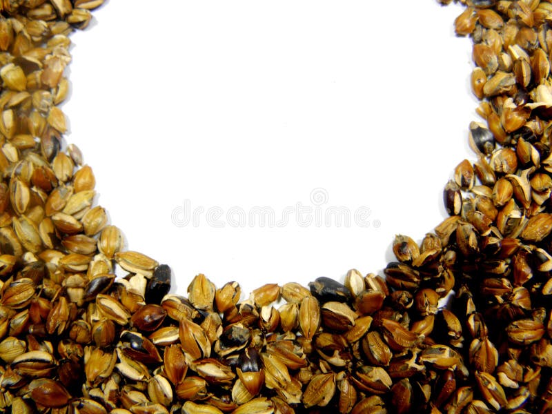 Japanese Roasted Barley Tea Husk Isolated Stock Image - Image of dish ...