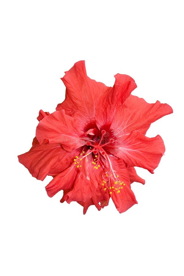 Japanese Rose Kerry stock image. Image of original, angle - 115956269