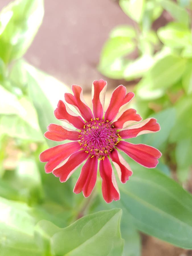 Japanese rose stock image. Image of japanese, pink, beautiful - 71749817