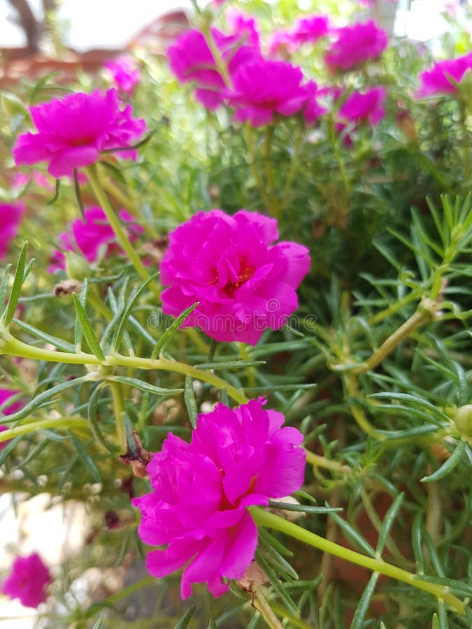 Japanese rose stock photo. Image of lovely, geraniales - 71749820