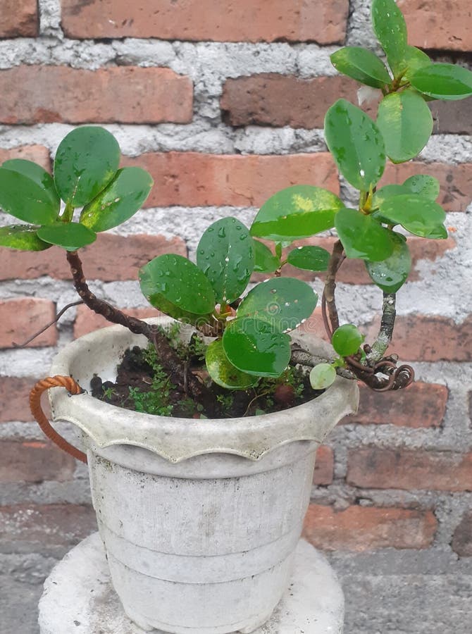 Rubber Plant in White Pot on White Background Concept Minimalist Home ...