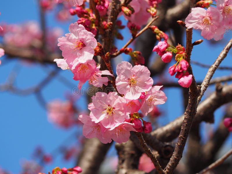 Japanese Sakura in Bloom stock image. Image of white - 139929407