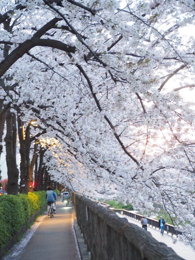 Cherry blossoms tunnel stock image. Image of blossoms - 21351657