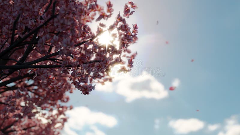 Japanese Sakura Falling Windy in Front of Sun an Sky, Seamless Loop ...