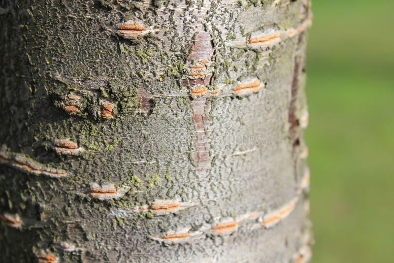Sakura bark texture stock image. Image of closeup, branch - 68782951