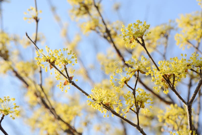 Australian Golden Wattle stock image. Image of flower - 15689289
