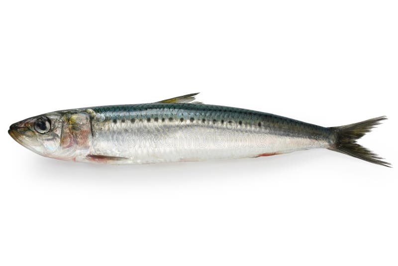 Japanese Sardine, Japanese Pilchard Stock Photo - Image of fish, japan ...