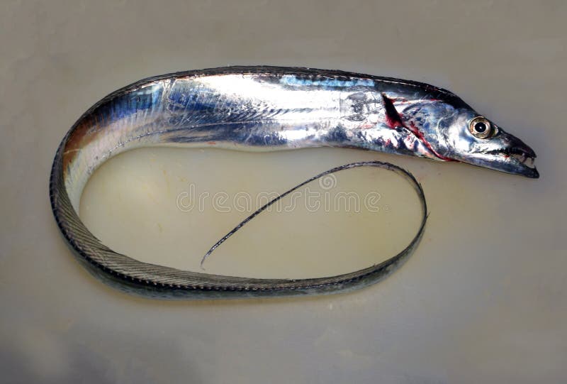 Black scabbard fish stock image. Image of atlantic, madeira - 57299673