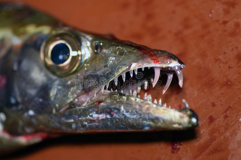 Japanese Scabbard fish stock photo. Image of fish, japanese - 100484990