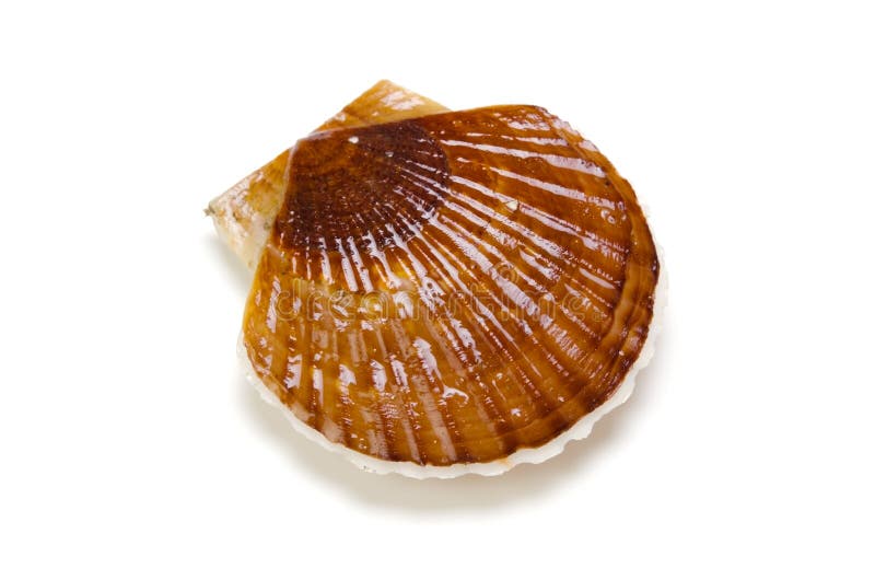 Japanese scallop stock image. Image of fresh, shell, food - 26549507