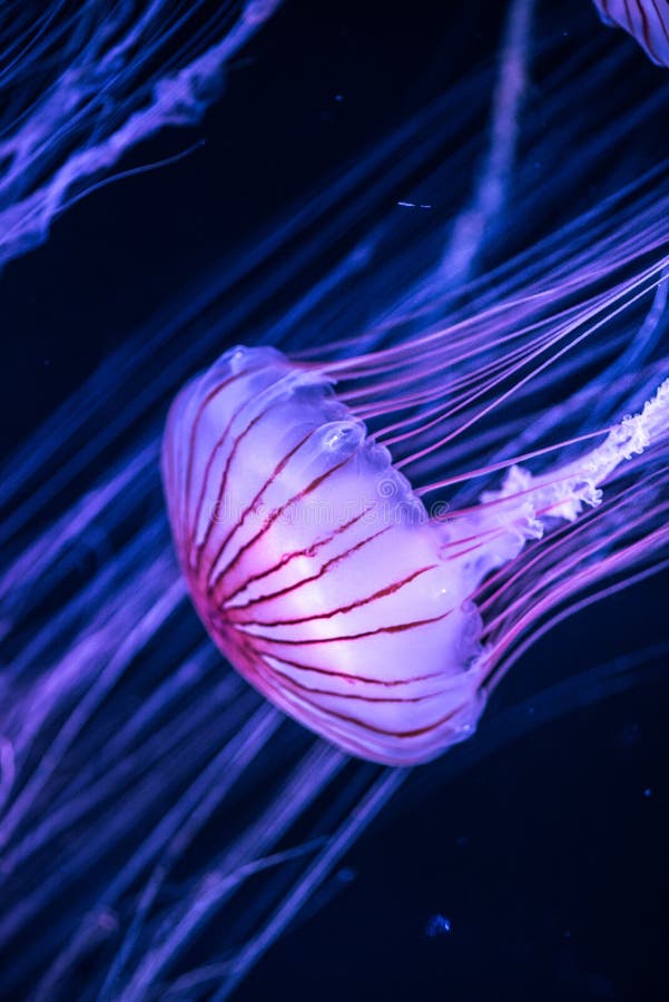 Japanese Sea Nettle stock image. Image of jellyfish - 216183141