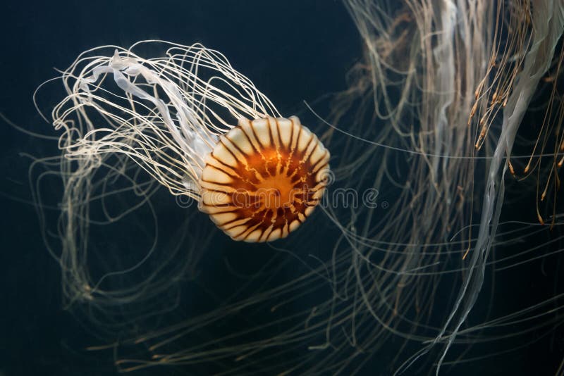 Nettlej Floats Stock Photos - Free & Royalty-Free Stock Photos from ...