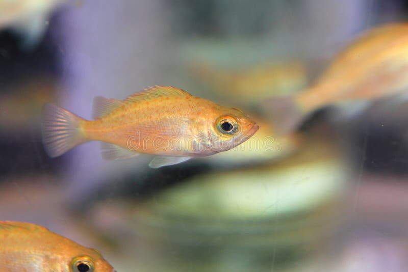 Japanese sea perch stock image. Image of sebastes, japanese - 47109817