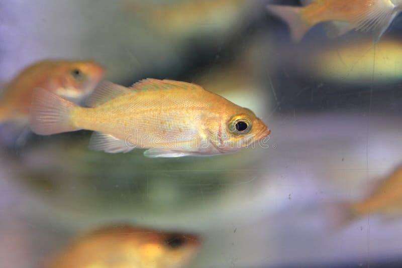 Japanese sea perch stock photo. Image of sebastes, fish - 47109822