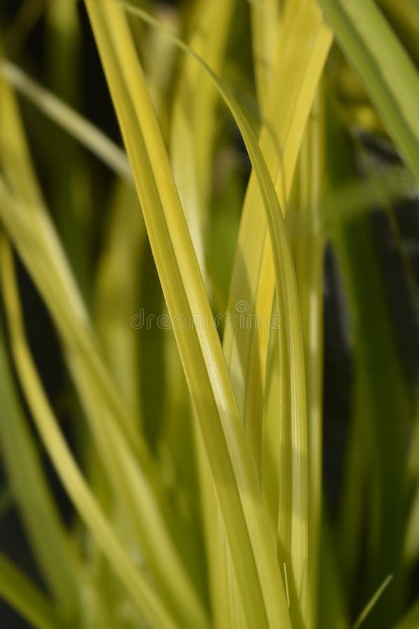 Japanese Sedge Everillo stock image. Image of nature - 199545491