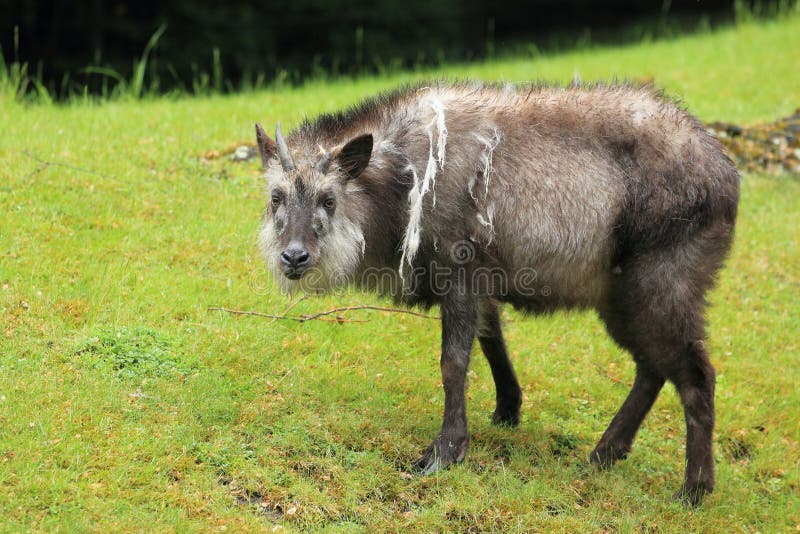 Japanese serow stock image. Image of antelope, animal - 23506669