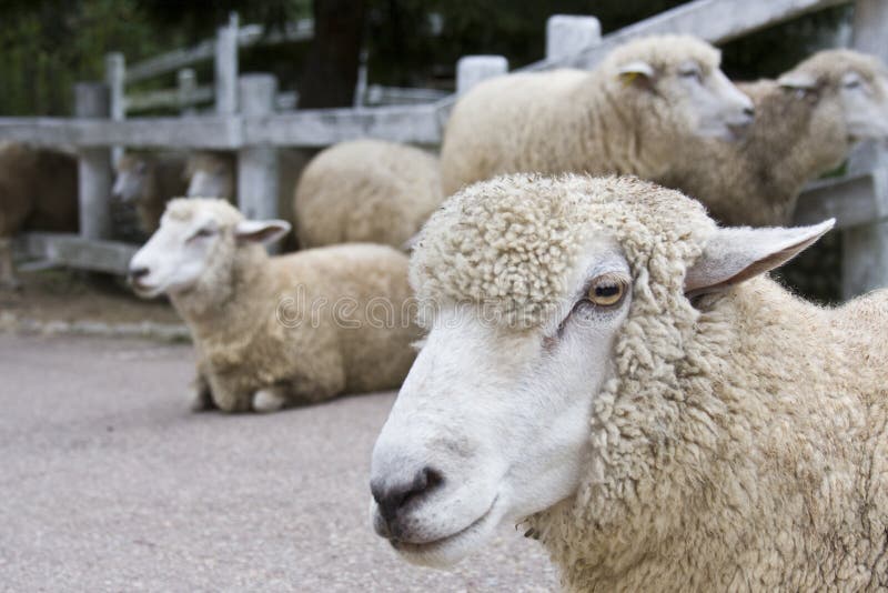 Japanese sheep stock image. Image of wool, animals, warm - 6739597
